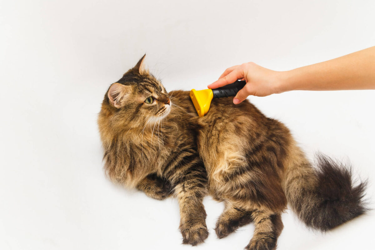 Cat Claw Trimming Ultimate: A Comprehensive Step by Step Guide