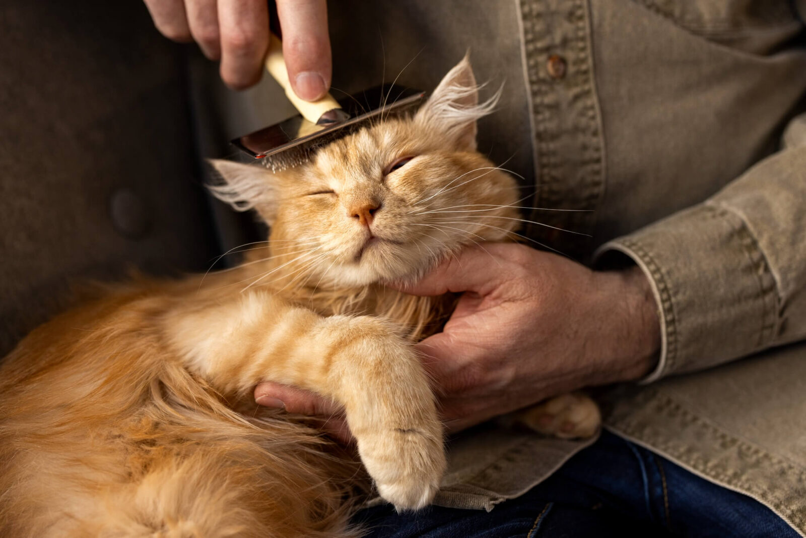 Cat Claw Trimming Ultimate: A Comprehensive Step by Step Guide
