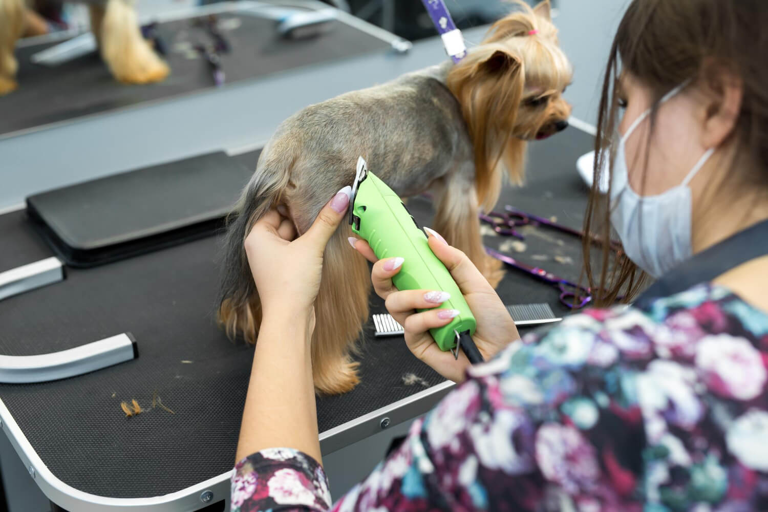 Professional Dog Grooming Clippers | How to choose in 2024 - Brofa